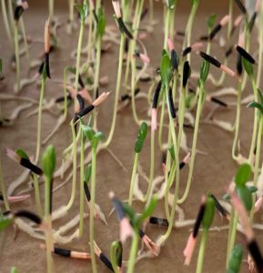 Analyze Seeds – AOSA | SCST